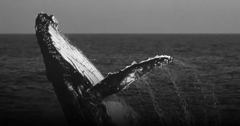 พบ '2 วาฬ' เคลื่อนไหวเข้า ซื้อ-ขาย เหรียญ MKR กับ LINK - CryptoSiam